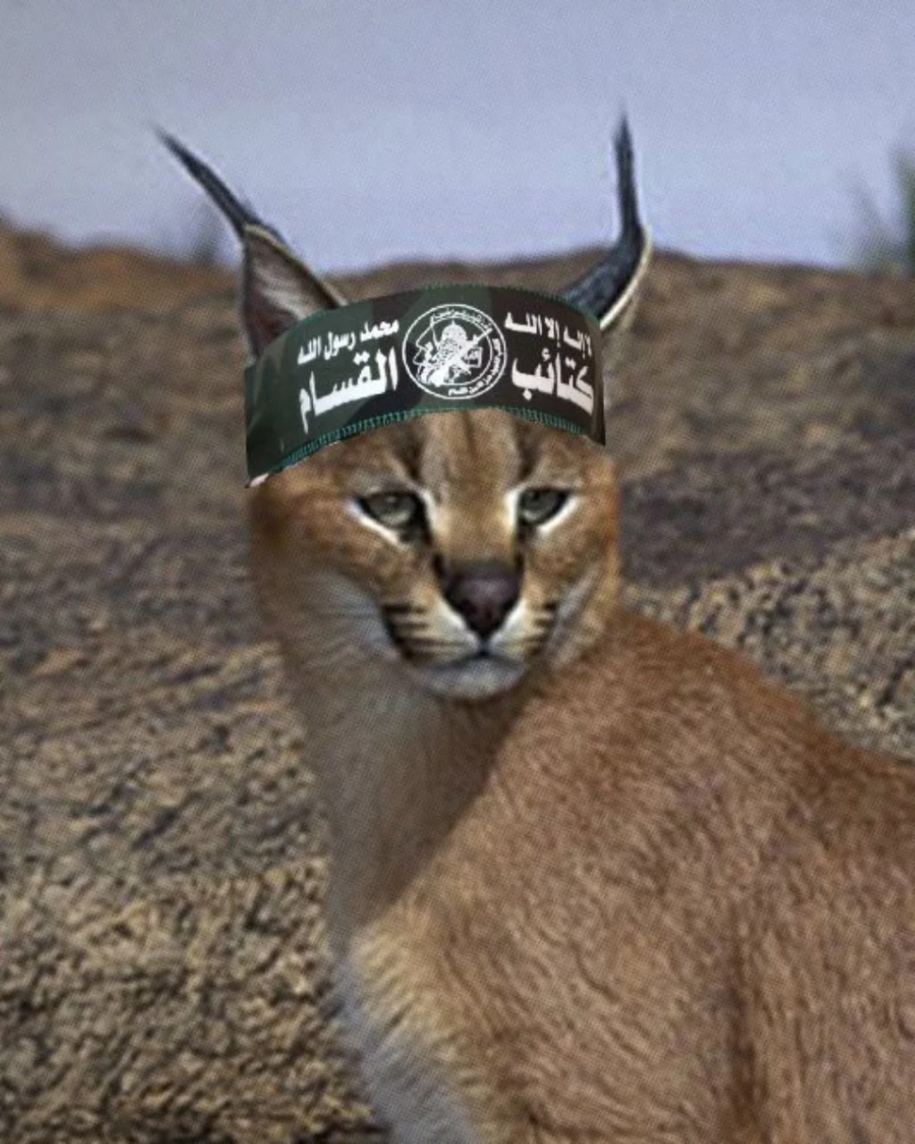 İşgalci teröristlere 'vaşak' şoku: Üsse sızan hayvan, askerlere ...